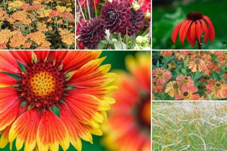 Gaillardes : 5 idées pour les associer - Promesse de Fleurs