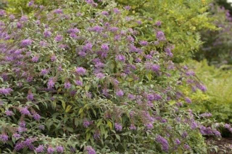 7 arbustes à fleurs violettes - Promesse de Fleurs