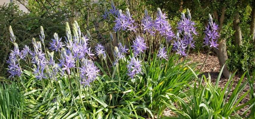 9 bulbes de printempsà fleurs bleues qu'il faut avoir au jardin ...