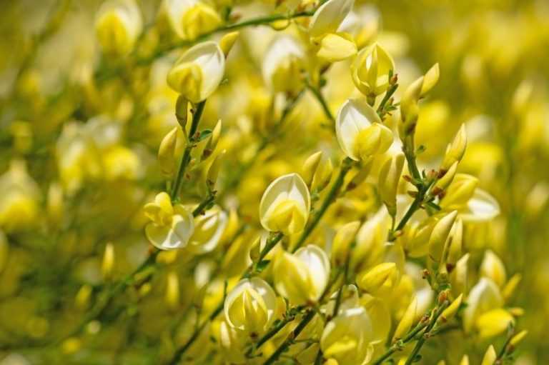 7 arbustes à fleurs jaunes Promesse de Fleurs