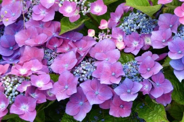 7 arbustes à fleurs violettes - Promesse de Fleurs