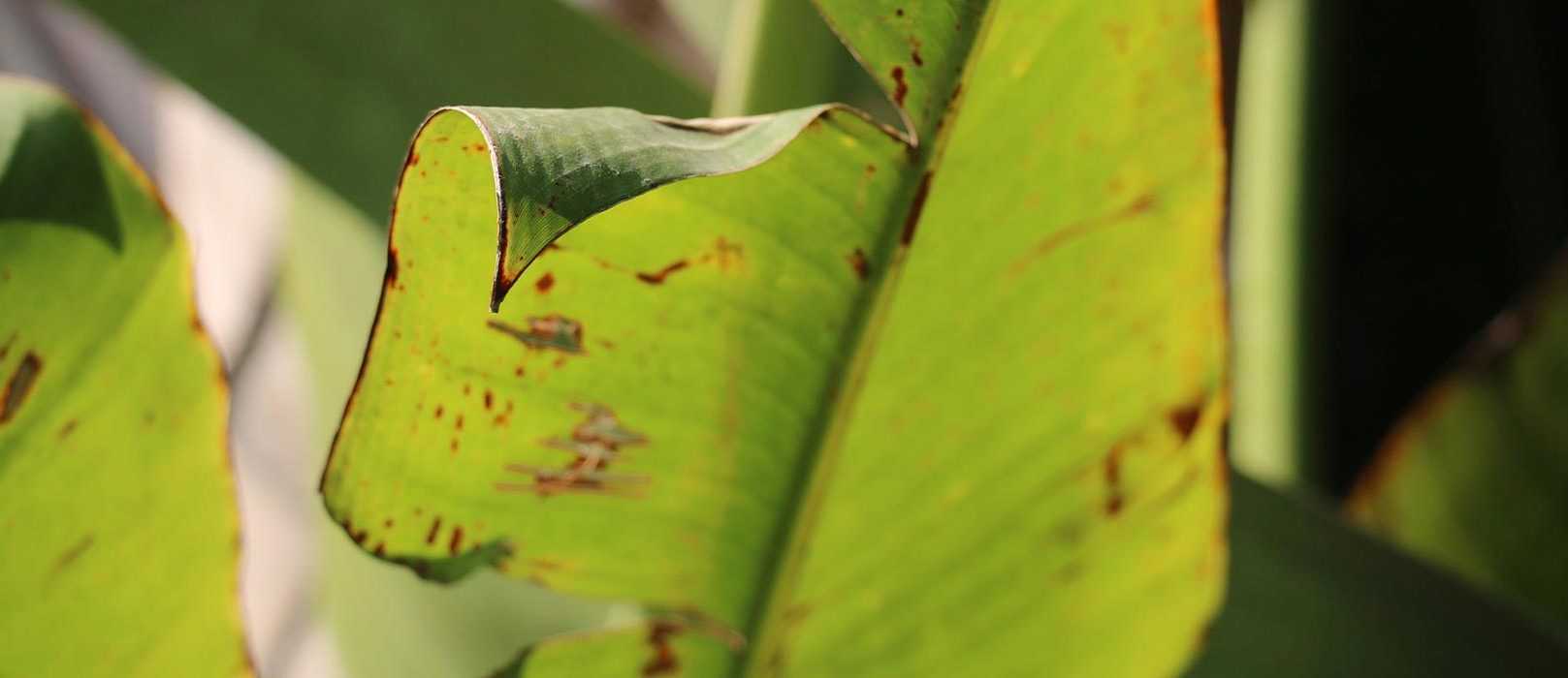 Maladies et parasites des bananiers - Promesse de Fleurs