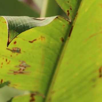 Maladies et parasites des bananiers - Promesse de Fleurs
