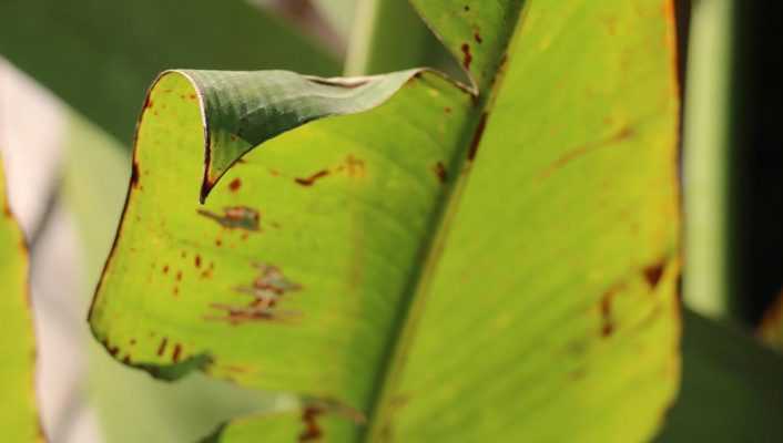 Maladies et parasites des bananiers - Promesse de Fleurs