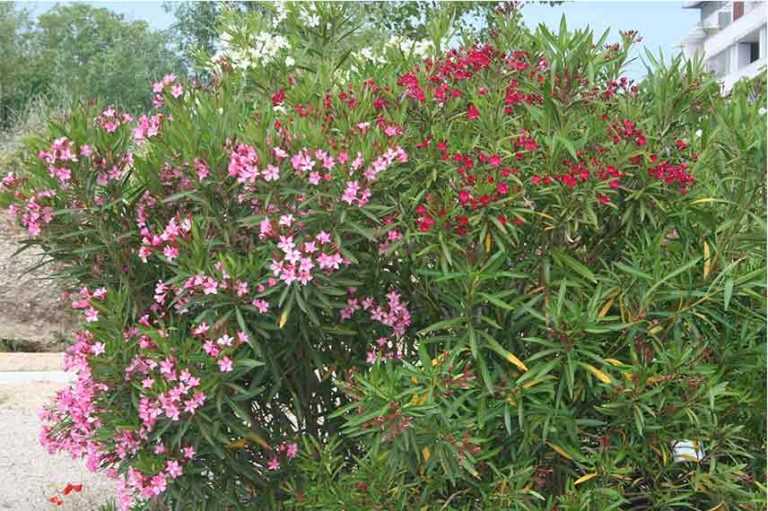 Comment faire une haie de lauriers roses ? - Promesse de Fleurs