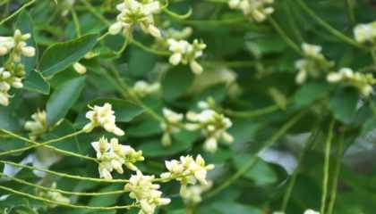 Sophora : planter, cultiver - Promesse de Fleurs