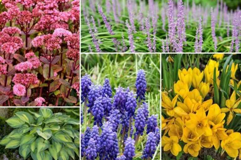 Plantes vivaces : comment choisir - Promesse de Fleurs