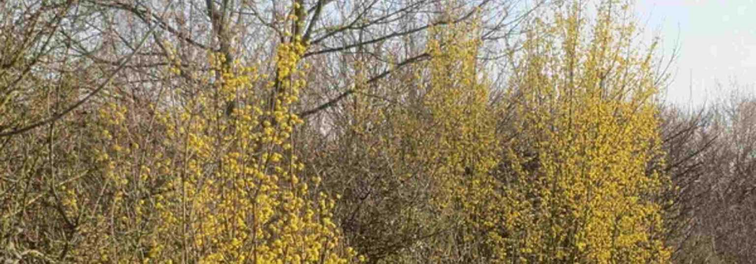 10 arbustes résistants au vent - Promesse de Fleurs