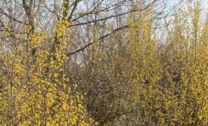 10 arbres résistants au vent - Promesse de Fleurs