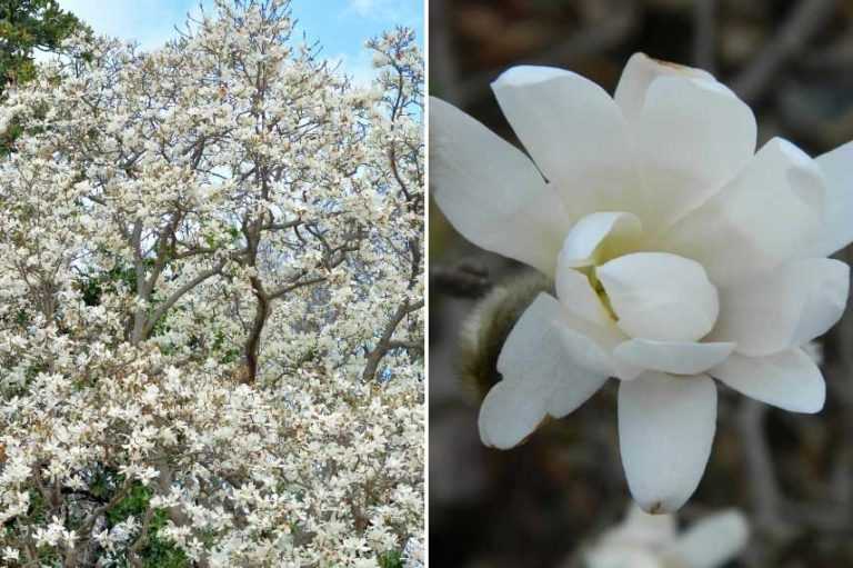 Arbre Grosse Fleur Blanche