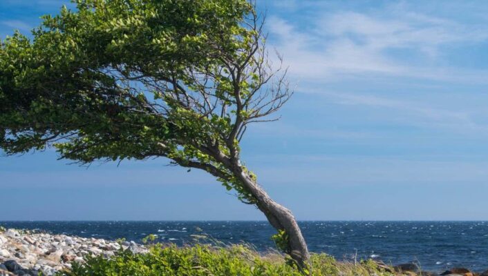 10 arbres résistants au vent - Promesse de Fleurs
