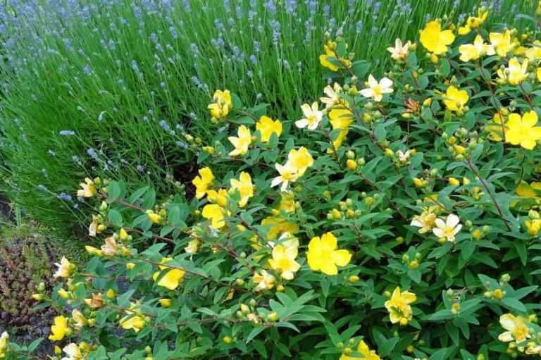 7 arbustes à fleurs jaunes Promesse de Fleurs