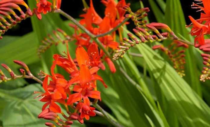 8 vivaces à fleurs orange qu’il faut avoir dans son jardin - Promesse ...