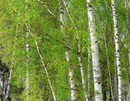 Choisir un bouleau : notre guide d'achat - Promesse de Fleurs