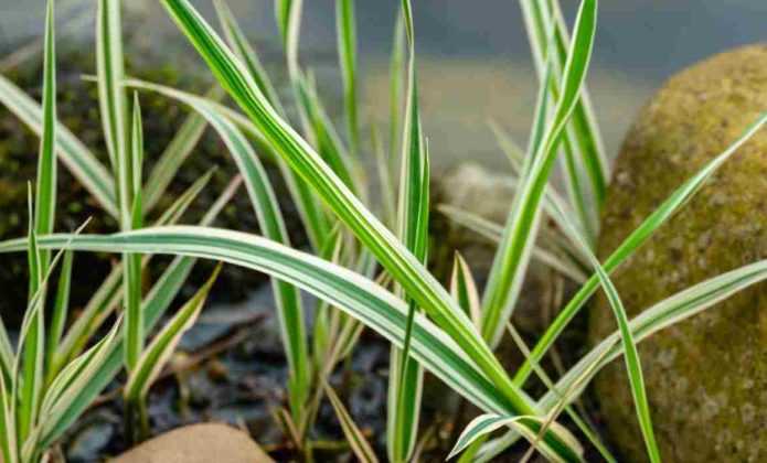 12 plantes vivaces pour sol lourd et humide - Promesse de Fleurs