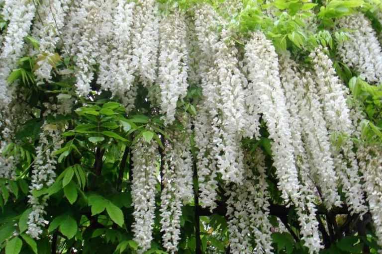 6 plantes grimpantes à fleurs blanches - Promesse de Fleurs