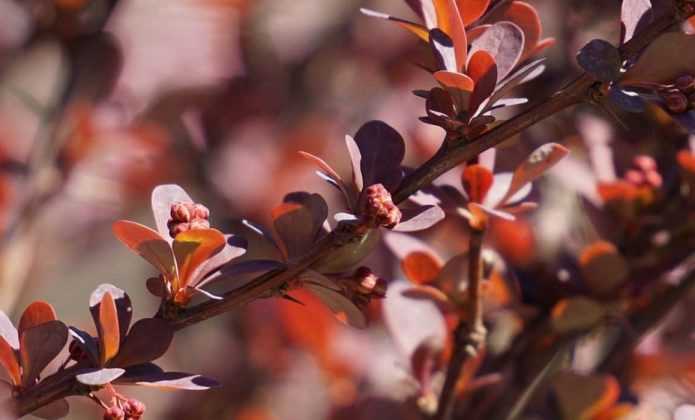 Choisir un Berbéris - Promesse de Fleurs