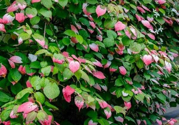 Actinidia, Arbre à kiwi : planter, tailler, récolter - Nos conseils