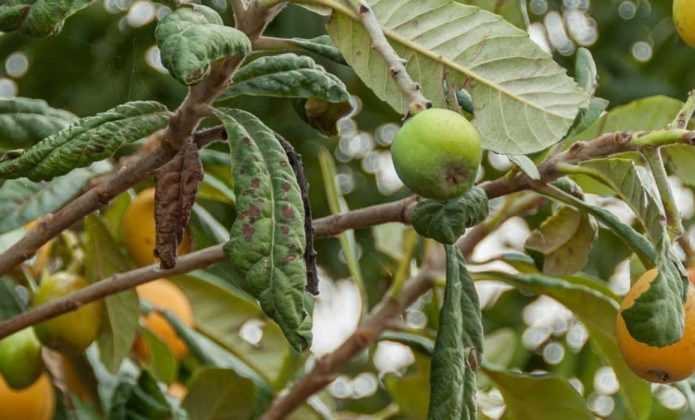 Néflier commun : planter, entretenir, récolter les fruits - Promesse de ...