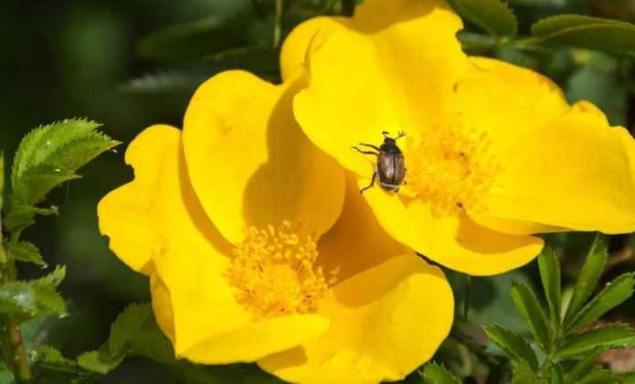 5 rosiers à fleurs d’églantines blanches - Promesse de Fleurs