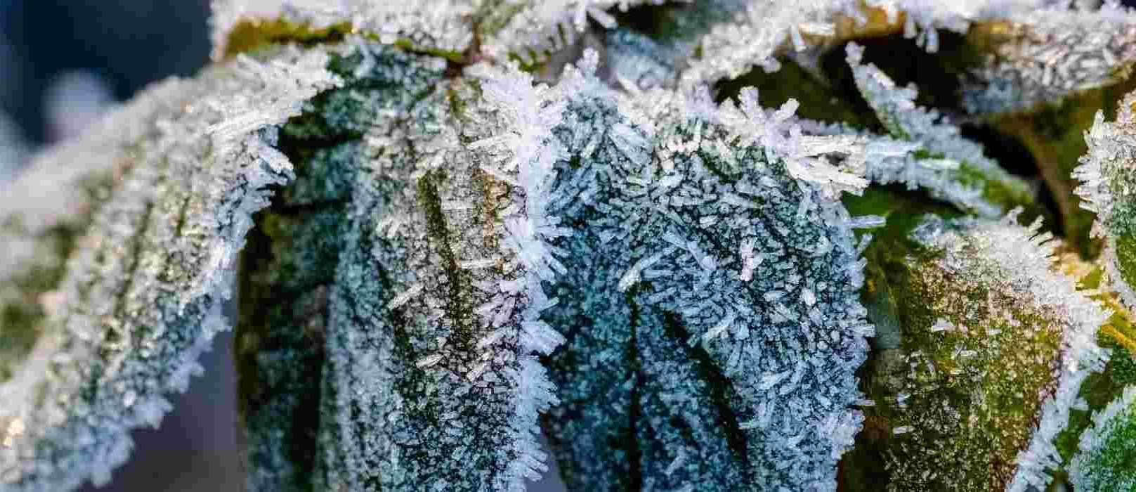 Planter un rosier en climat très froid - Promesse de Fleurs