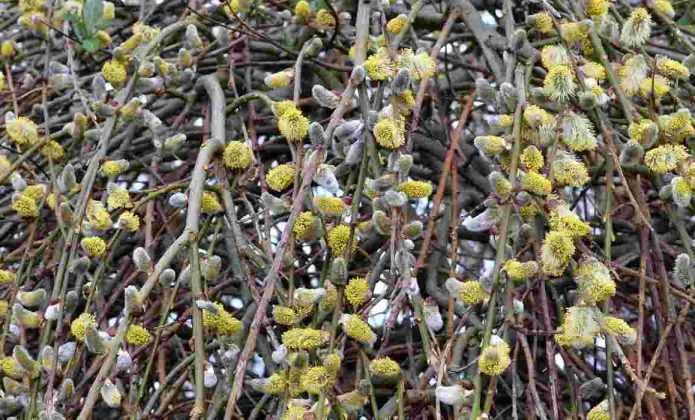 Saule, Salix : planter, tailler et entretenir - Promesse de Fleurs