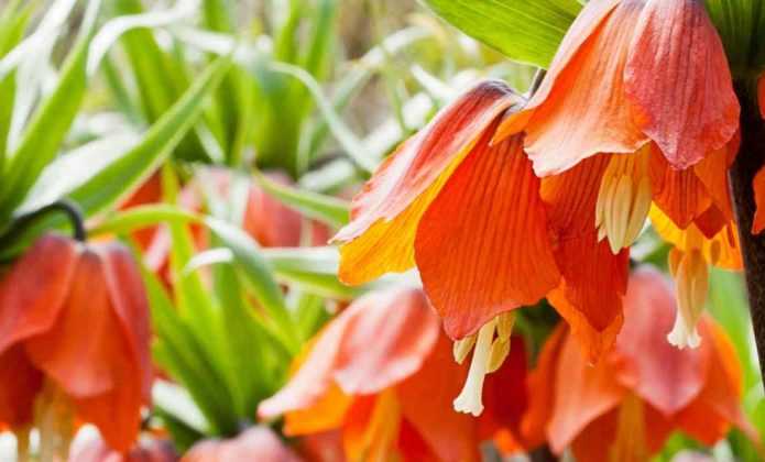 8 vivaces à fleurs orange qu’il faut avoir dans son jardin - Promesse ...