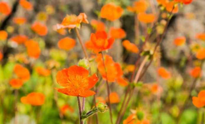 8 arbustes à fleurs orange qu'il faut avoir dans son jardin