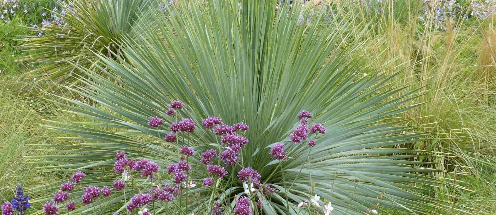 Associer le yucca - Promesse de Fleurs