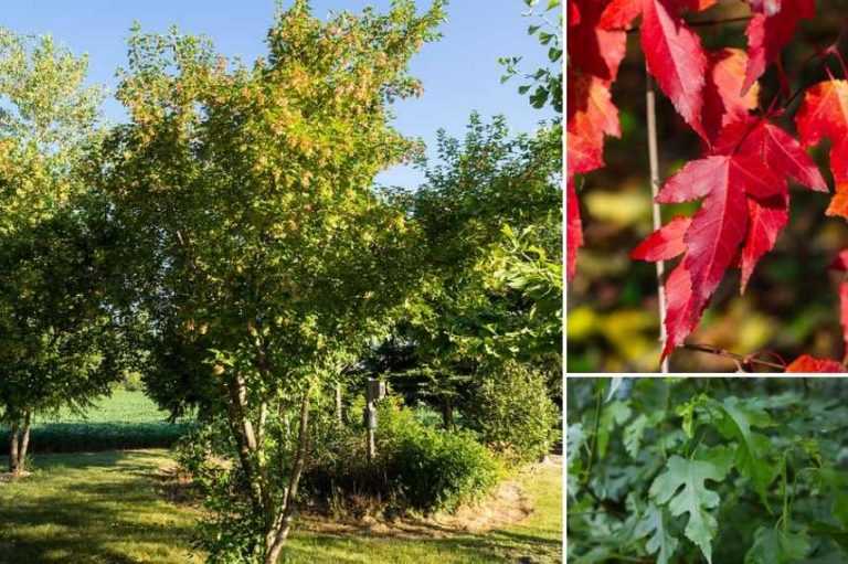 Les plus beaux arbustes en cépée - Promesse de Fleurs