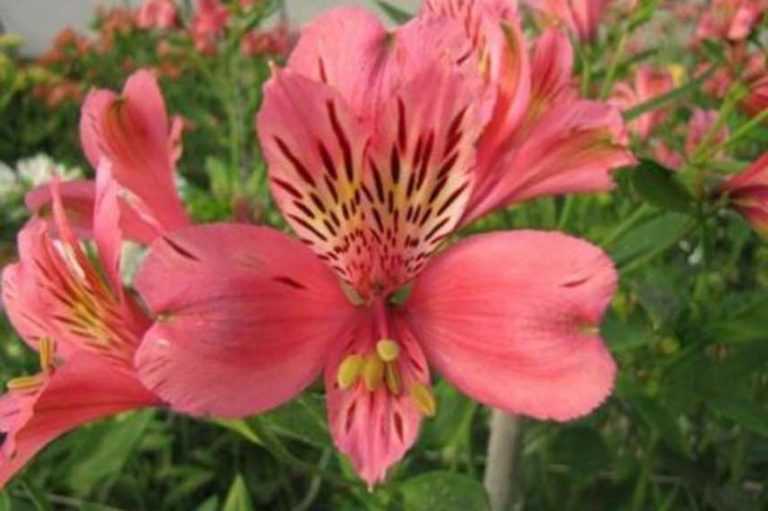 Vivaces a fleurs roses - Promesse de Fleurs