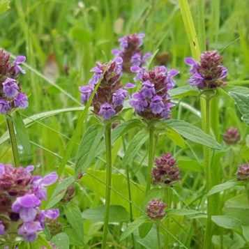 Brunelle commune - Prunella vulgaris - Vivace aux épis de fleurs bleu ...
