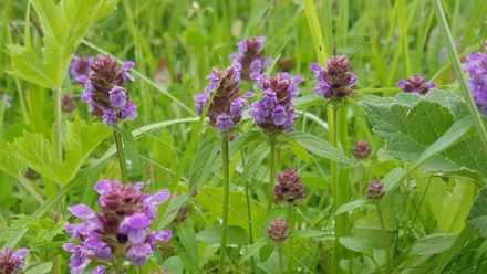 Brunelle commune - Prunella vulgaris - Vivace aux épis de fleurs bleu ...