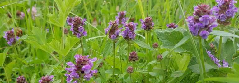 Brunelle commune - Prunella vulgaris - Vivace aux épis de fleurs bleu ...