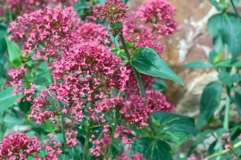 Vivaces a fleurs roses - Promesse de Fleurs