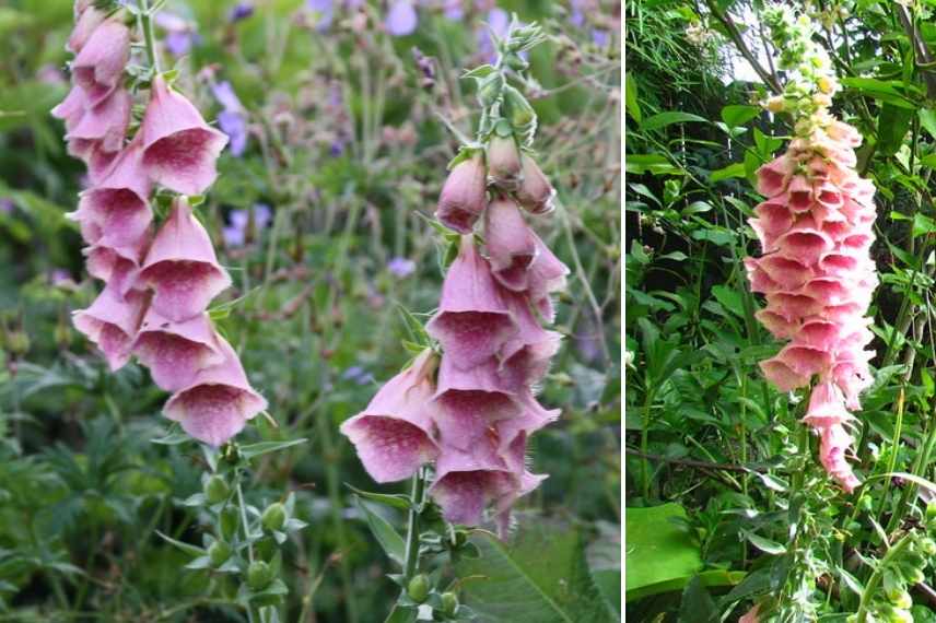 Vivaces a fleurs roses - Promesse de Fleurs