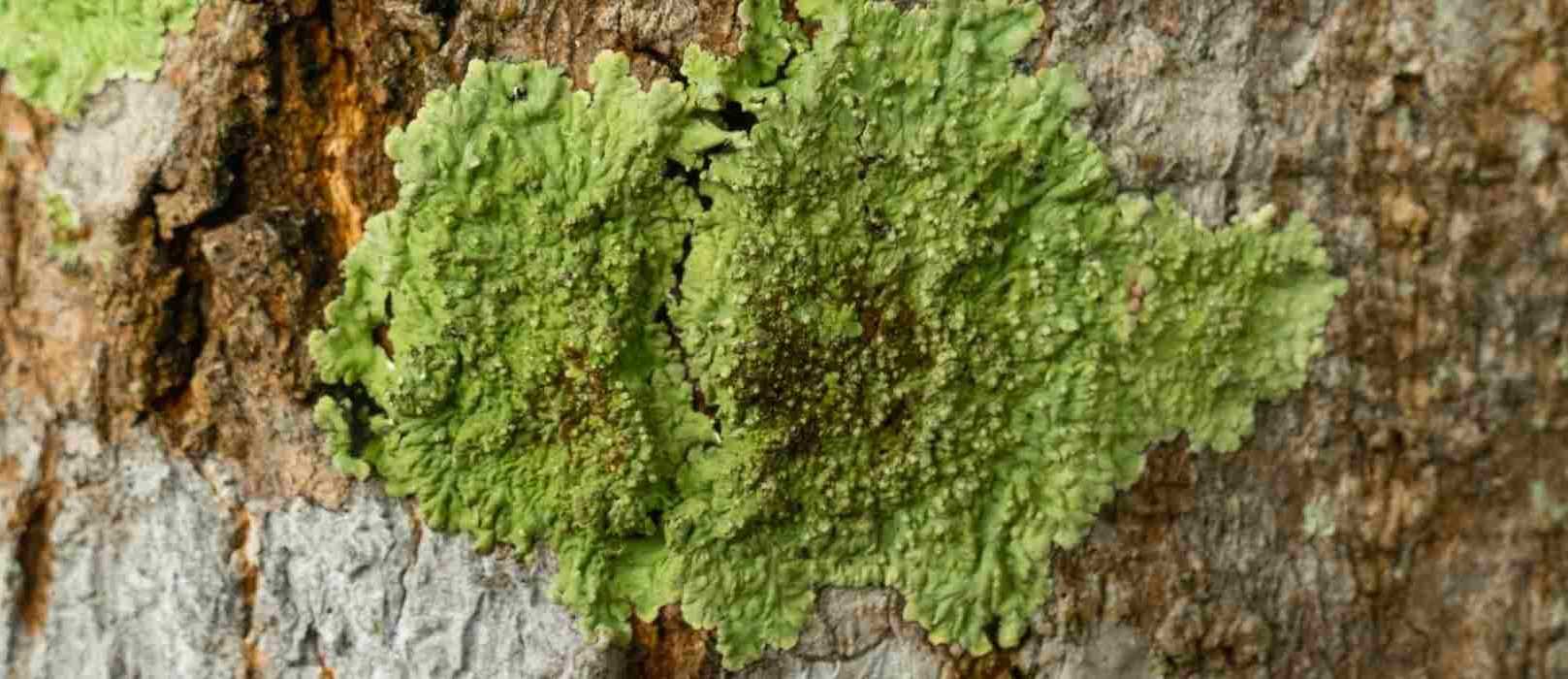 Du lichen sur les arbres : faut-il s'en inquiéter ? -Promesse de Fleurs