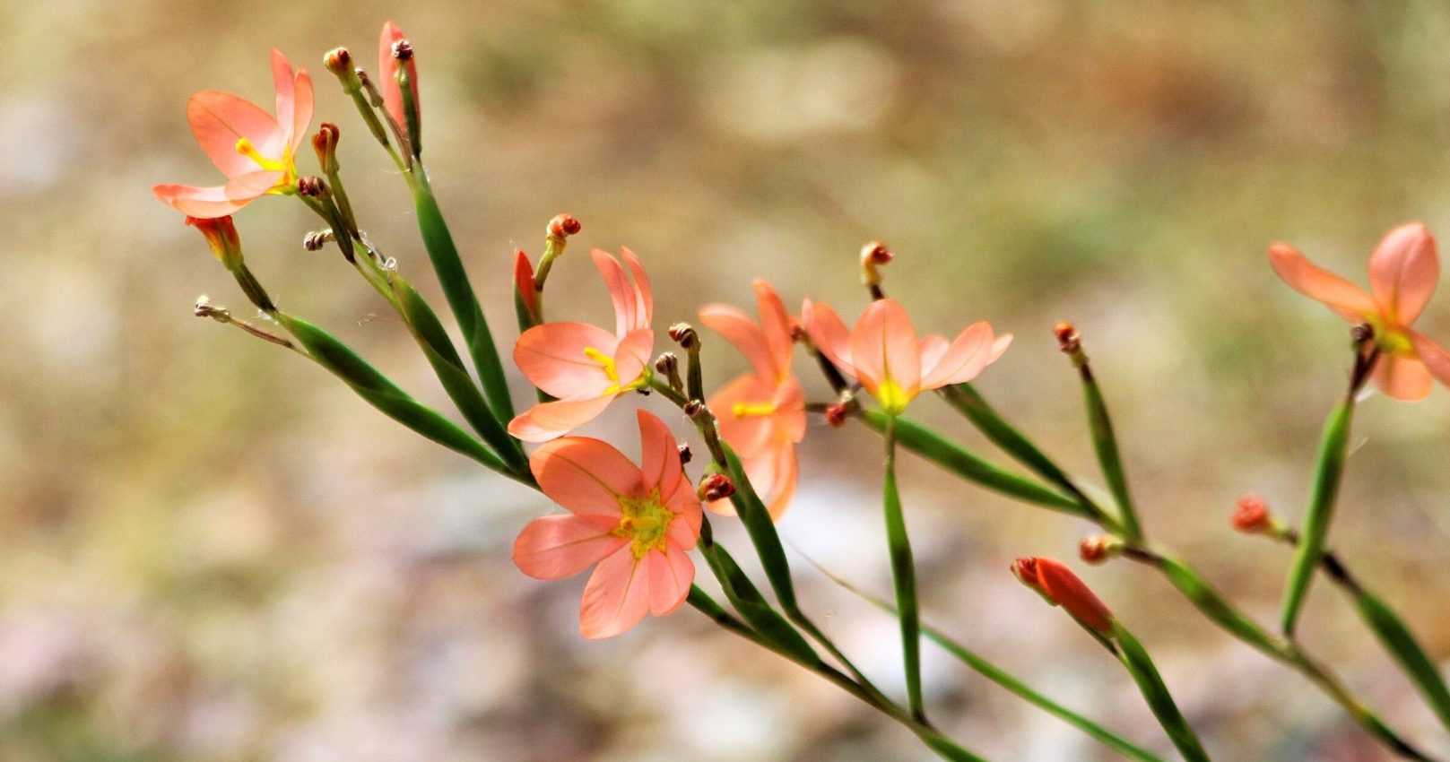 Moraea : comment les cultiver ? - Promesse de Fleurs