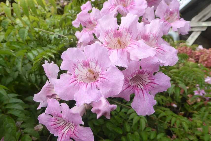 7 grimpantes à fleurs roses - Promesse de Fleurs