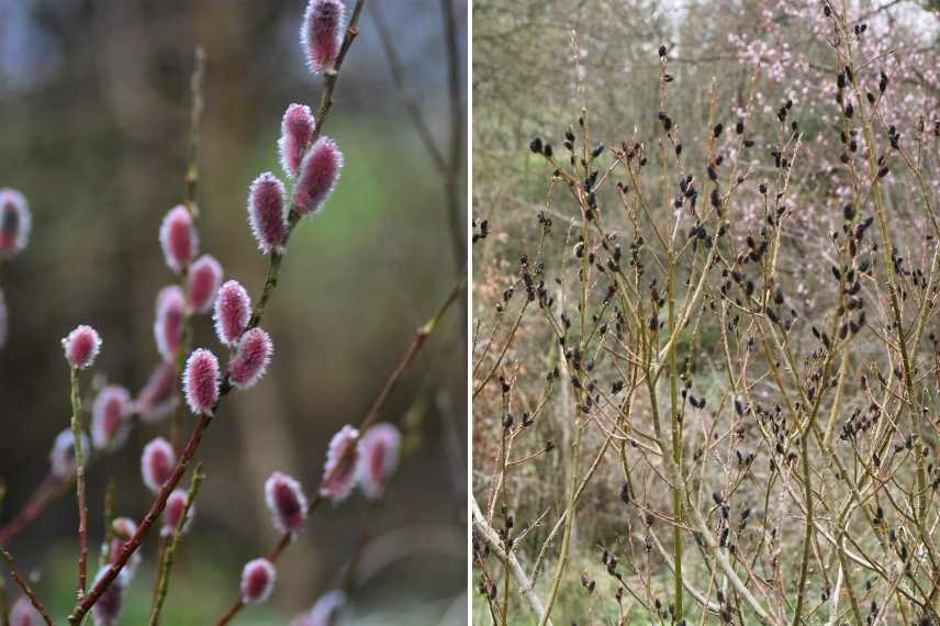 Saules-Salix : les plus belles variétés - Promesse de Fleurs