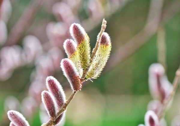 Saule, Salix : planter, tailler et entretenir - Promesse de Fleurs