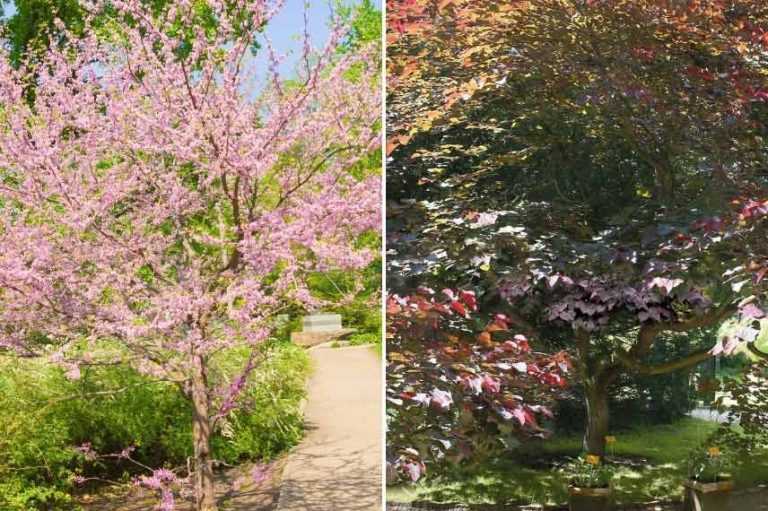 7 arbres résistants au froid et à la sécheresse - Promesse de Fleurs