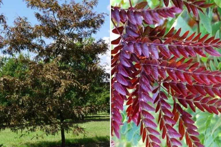 7 arbres résistants au froid et à la sécheresse - Promesse de Fleurs