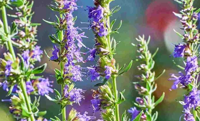 Hysope, Hyssopus officinale : semis, plantation, culture, bienfaits