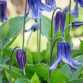 Clématite - Clematis integrifolia Twinkle® Zotwi – Une variété herbacée