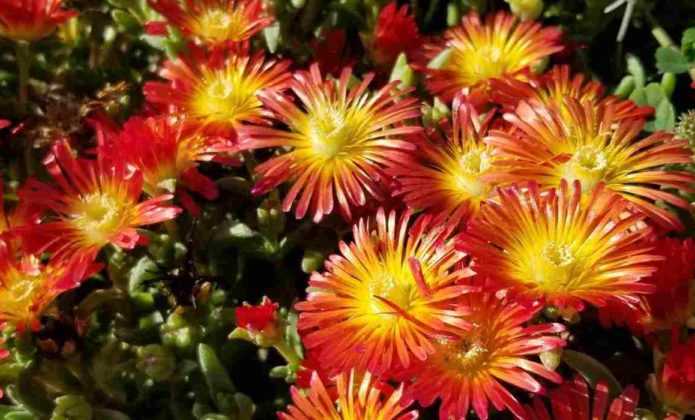Associer le delosperma : nos inspirations - Promesse de Fleurs