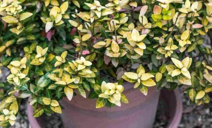 5 fusains persistants indispensables - Promesse de Fleurs