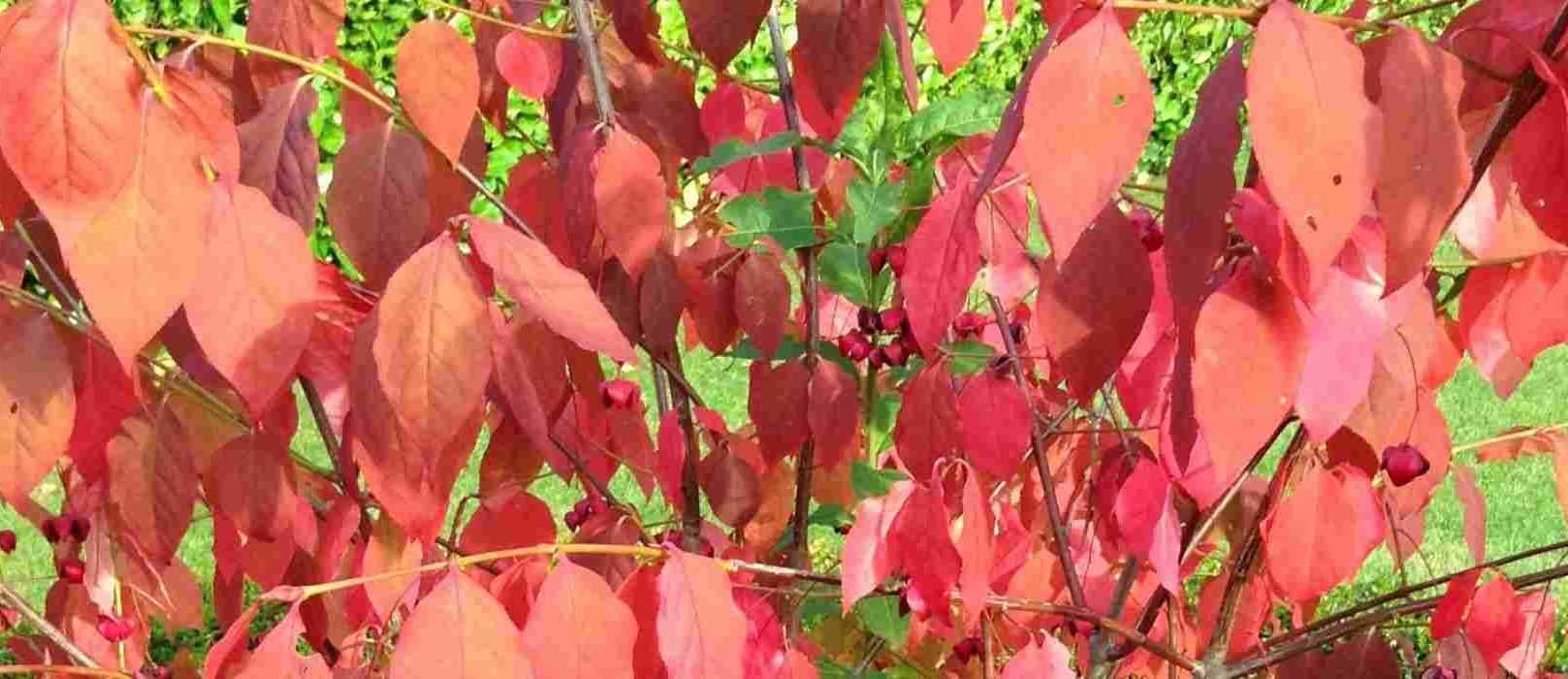Les plus beaux fusains colorés en automne - Promesse de Fleurs