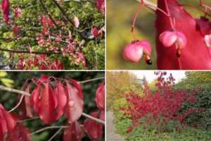 Les plus beaux fusains colorés en automne - Promesse de Fleurs