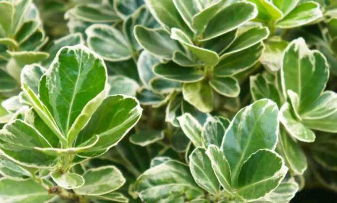 Fusain, euonymus : planter, tailler, entretenir - Nos conseils